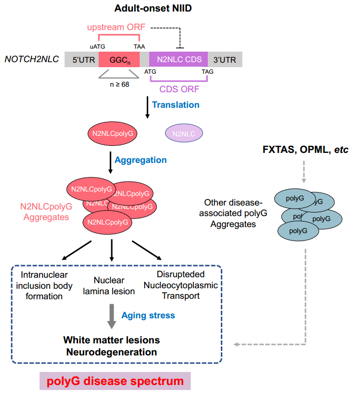 复旦大学附属中山医院神经元核内包涵体病研究取得重要突破_长江云 - 湖北网络广播电视台官方网站