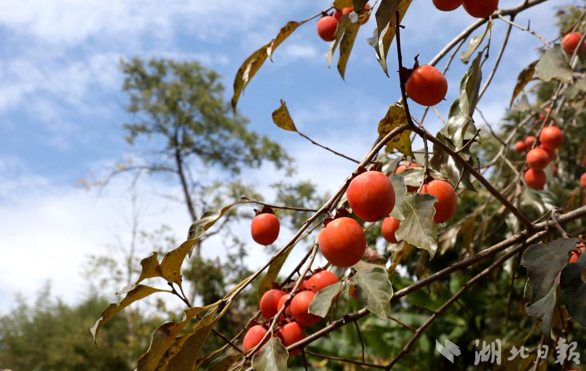 鹤峰：岁岁年年柿柿红_长江云 - 湖北网络广播电视台官方网站