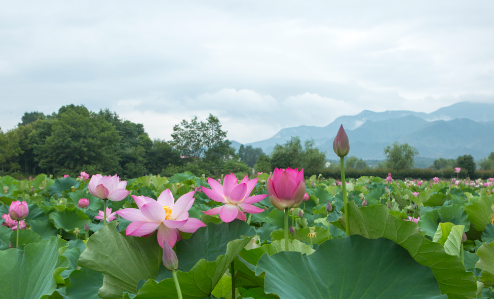 直播 | 娜姐办事公益助农 吃藕 不丑 快来买藕_长江云 - 湖北网络广播电视台官方网站