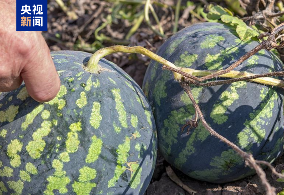 拍拍西瓜就能月入过万？这类人才很抢手_国内新闻_社会万象_十堰秦楚网 十堰新闻门户网站 十堰主流新闻媒体